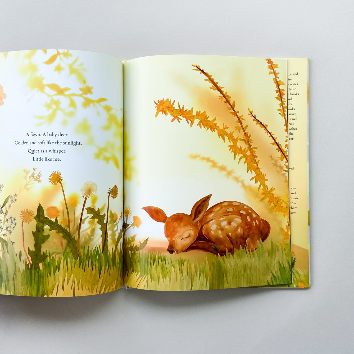 The Secret Fawn - Bookfolk